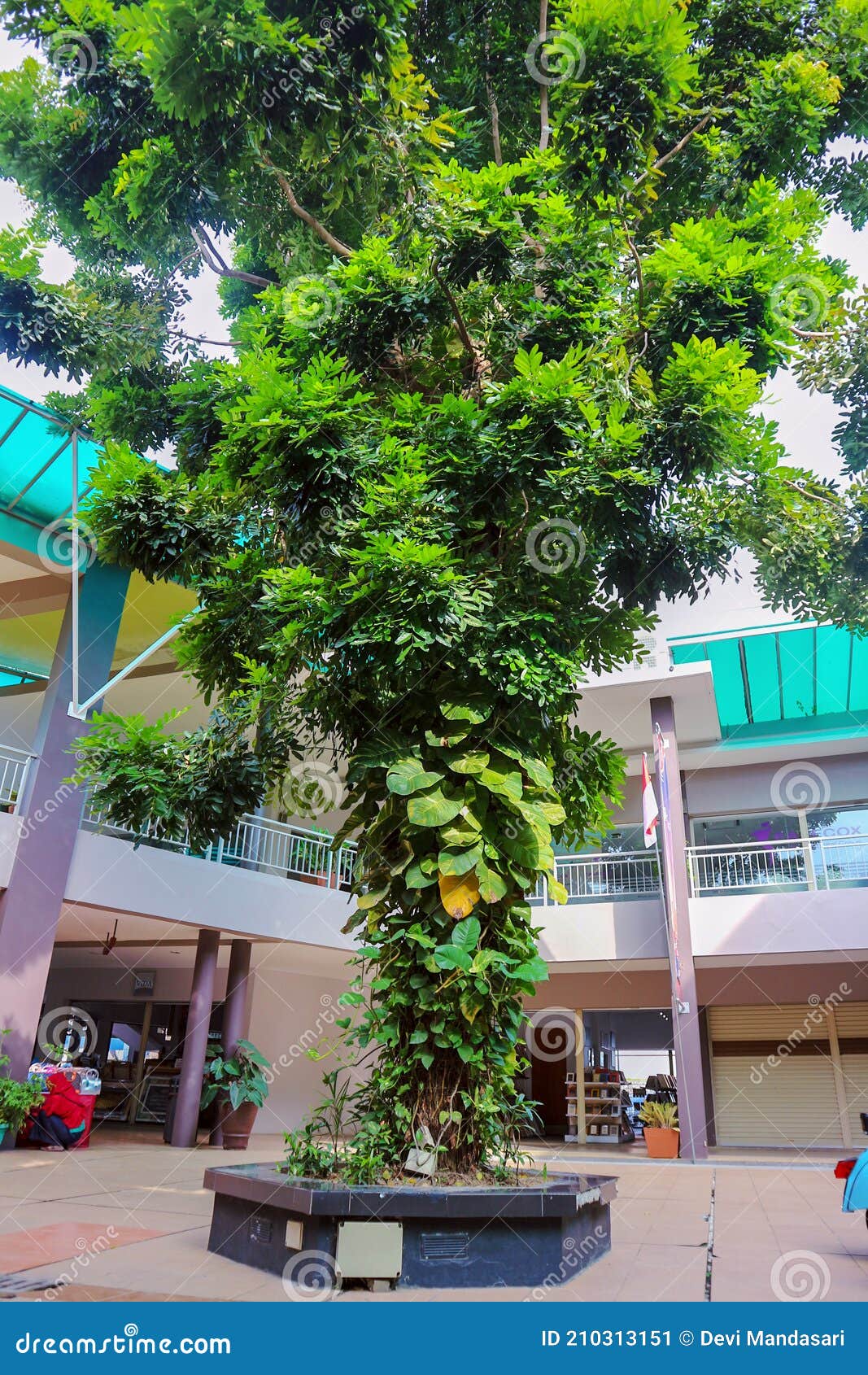 Towering Tree Inside the Mall Stock Image - Image of nature, towering ...