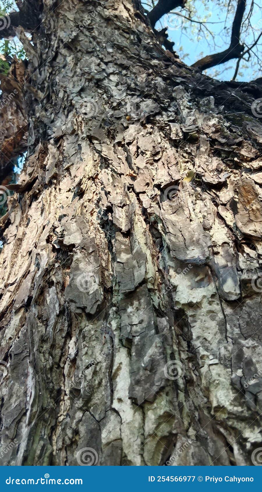 Towering Tree beside the Lake Stock Image - Image of rough, cliff ...