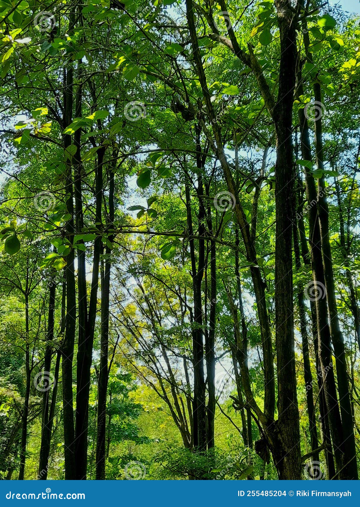 Towering tree line stock photo. Image of tree, natural - 255485204