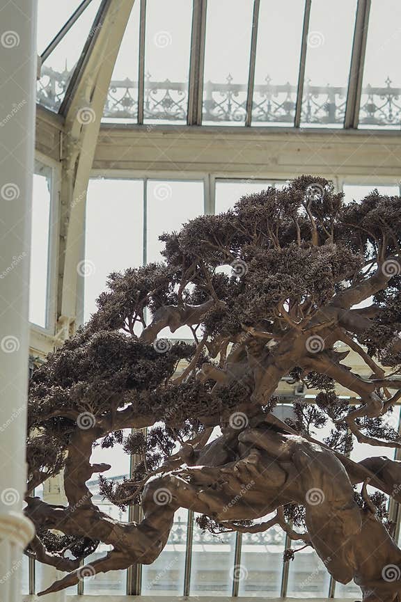 Towering Tree Stands Inside a Tall Building in a Lobby Stock Photo ...