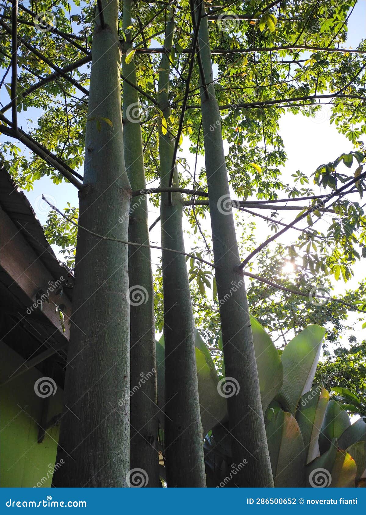 A Towering Tree with a Very Beautiful Trunk. Filled the Blue Sky Stock ...
