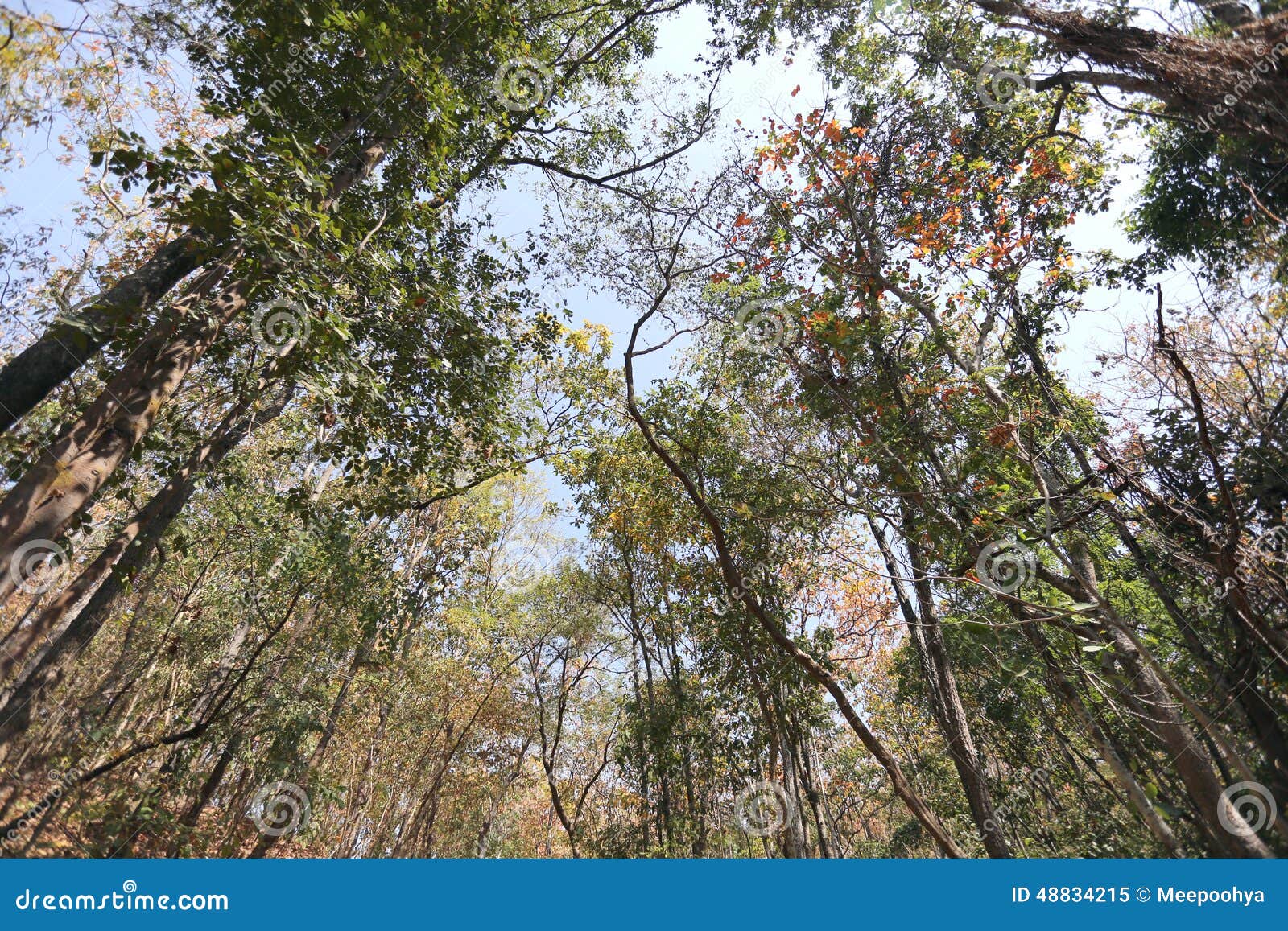 Towering trees. stock image. Image of timber, trees, naturally - 48834215