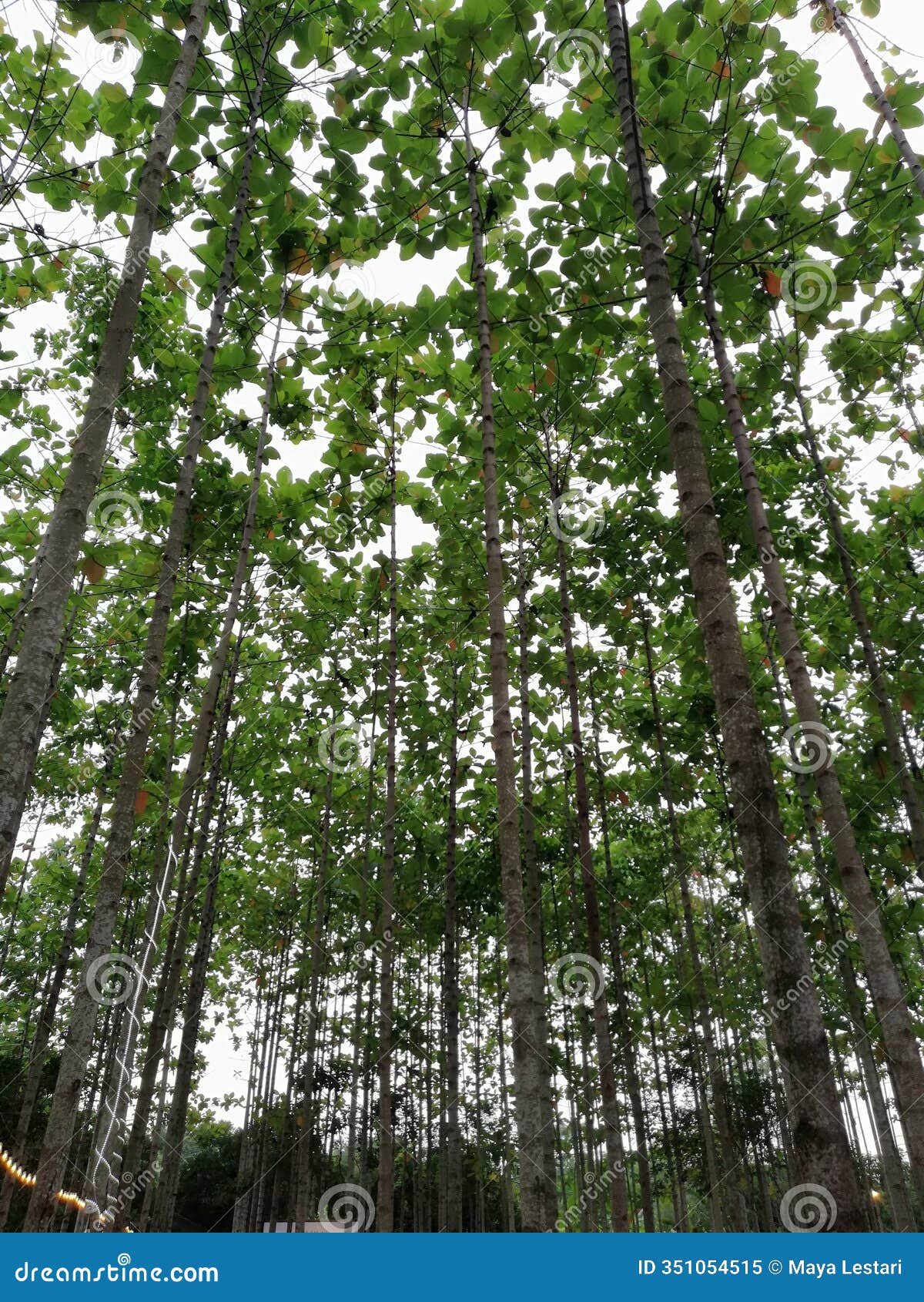 Towering Trees, The Sky Is Still Ready To Be The Roof Royalty-Free ...
