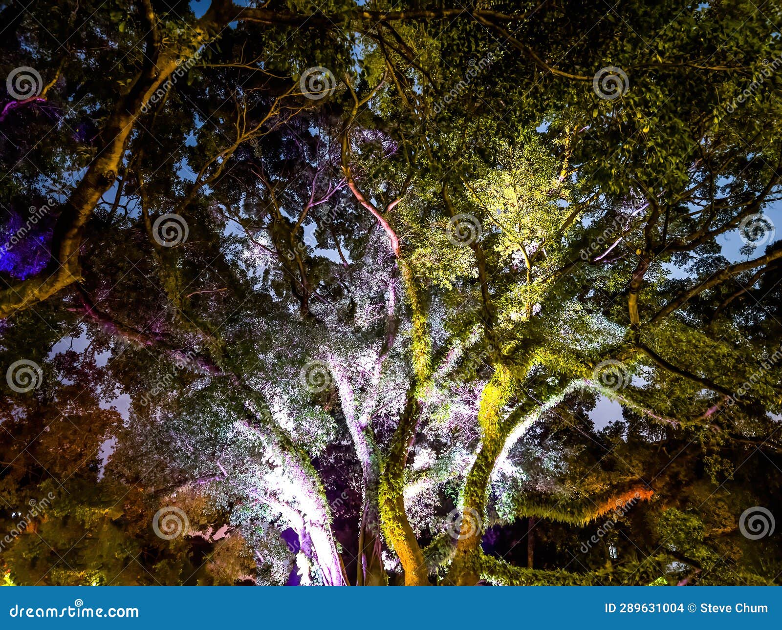 Towering Trees Lit Up in the Park at Night Stock Photo - Image of ...