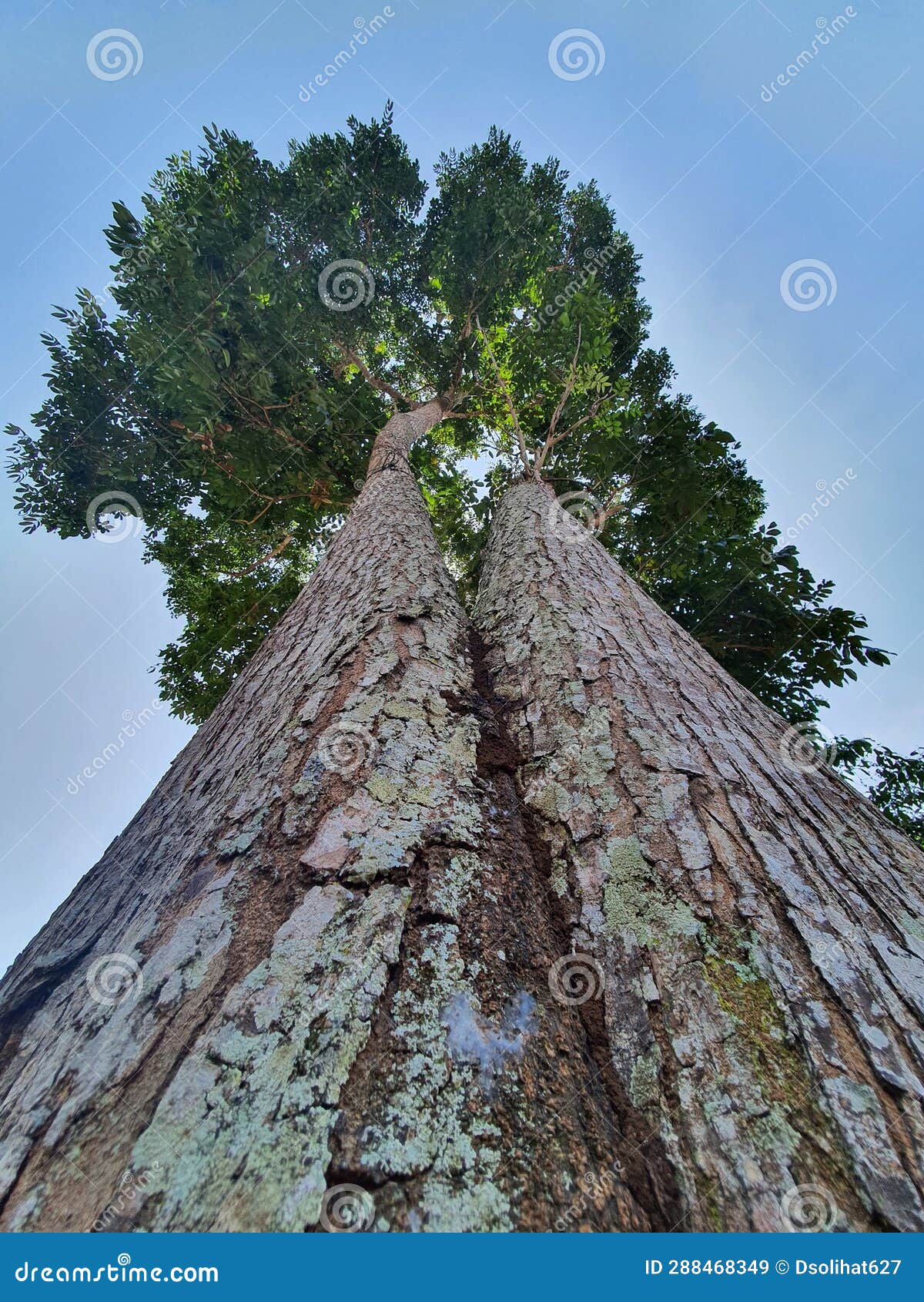 Towering Trees in Summer and Clear Skies Stock Image - Image of trees ...