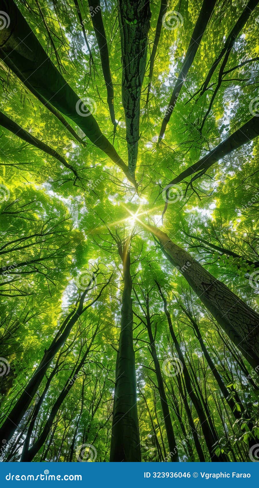 Towering Trees with Sun Rays Shining through, Upward Perspective ...