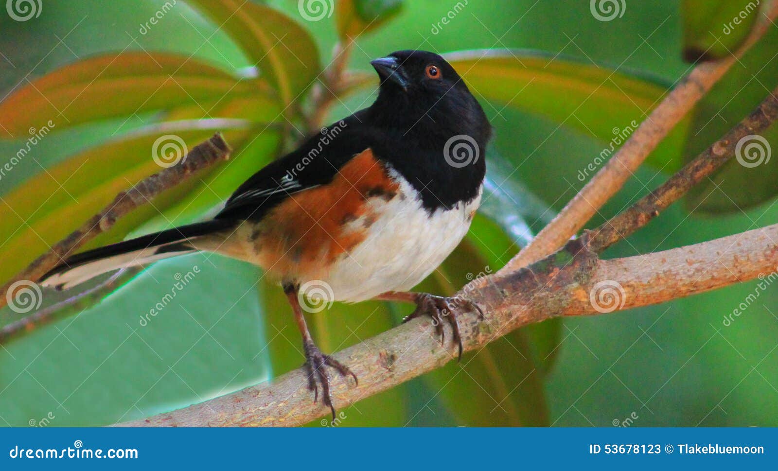 Towhee - bird in tree stock image. Image of close, black - 53678123