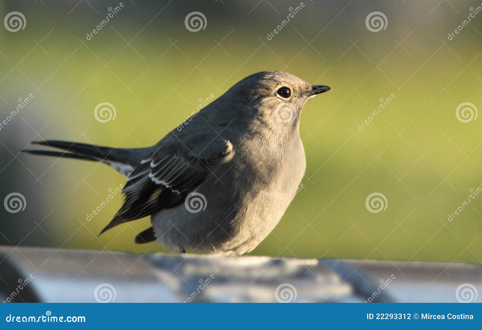 Townsend s Solitaire stock photo. Image of birdwatching - 22293312