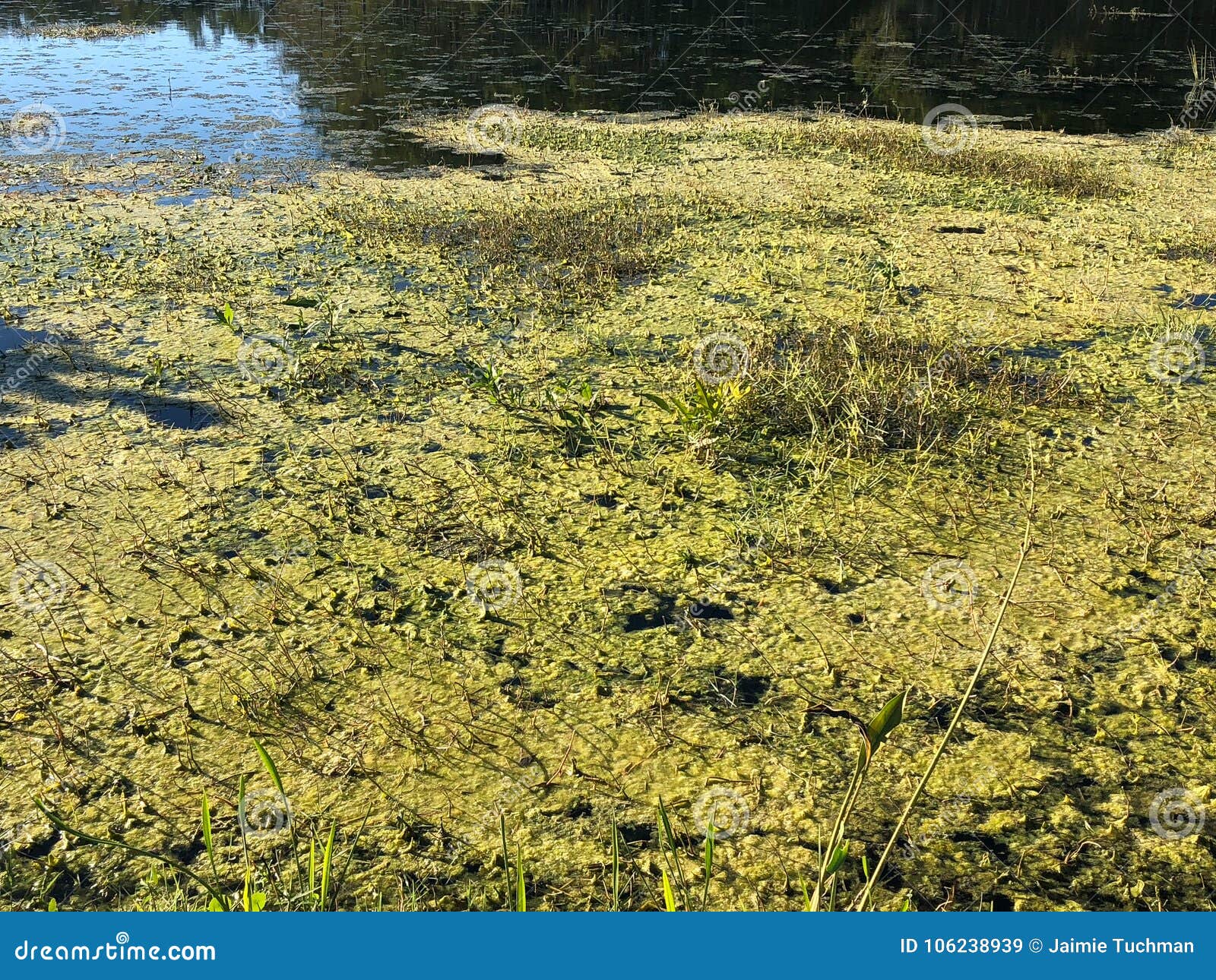 Toxic algae bloom stock image. Image of georgia, muck - 106238939