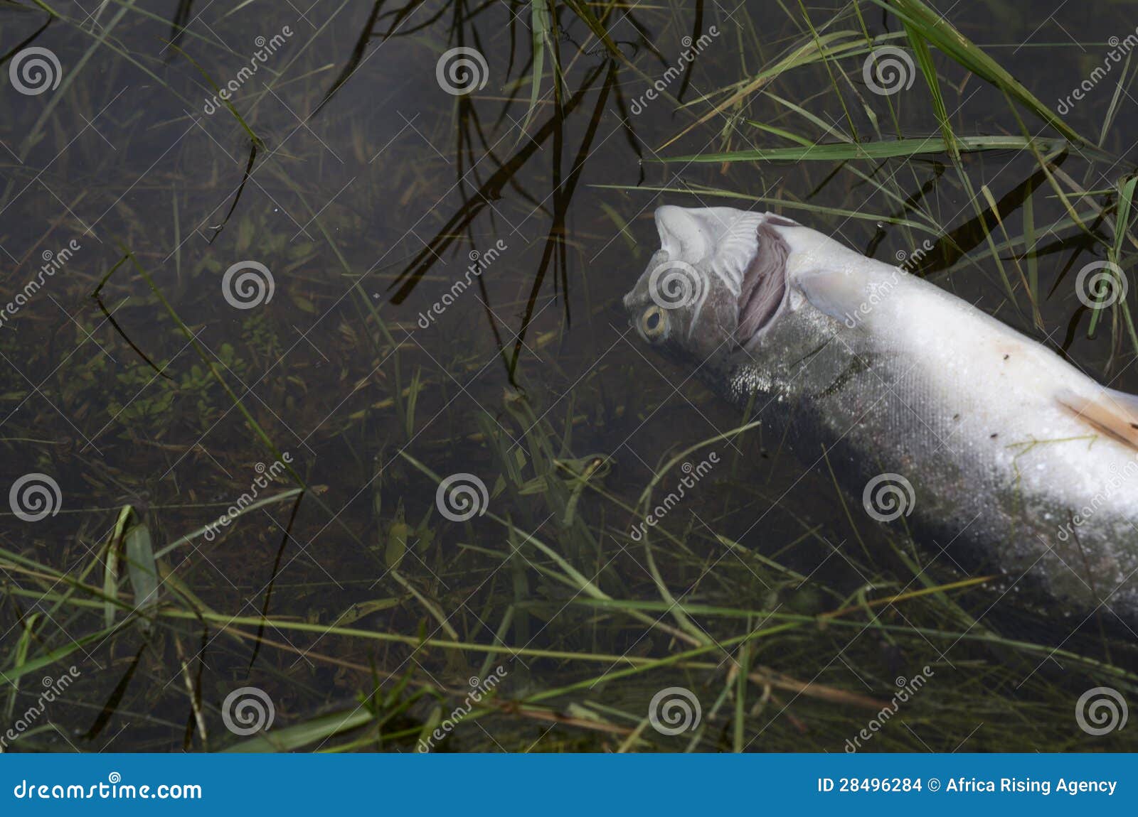Toxic Dead Fish in Polluted Water Stock Photo - Image of pollution ...