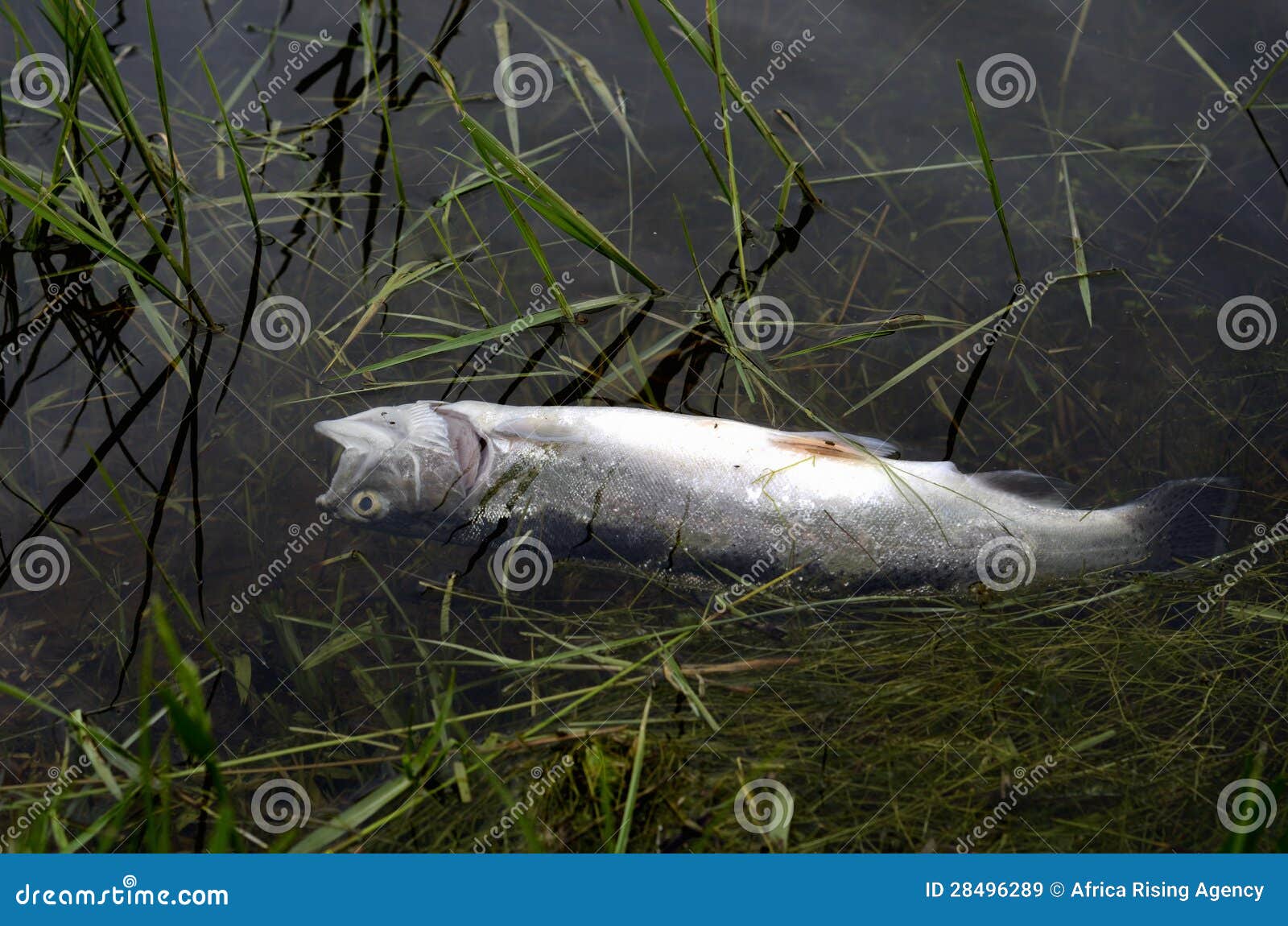Toxic Dead Fish in Polluted Water Stock Image - Image of lake, animal ...