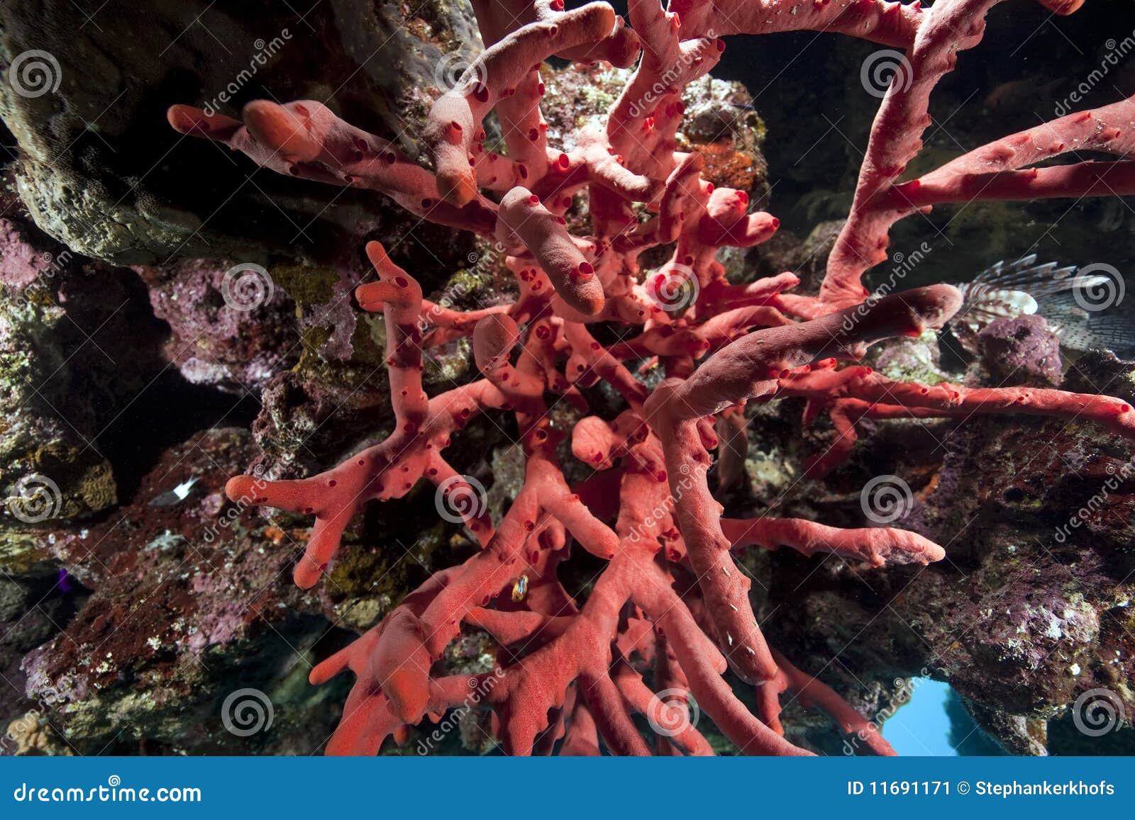Toxic finger coral stock image. Image of peaceful, serene - 11691171