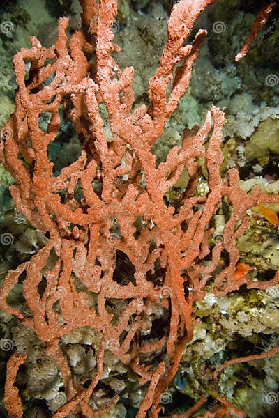 Toxic finger-sponge stock image. Image of underwater, nature - 7857253