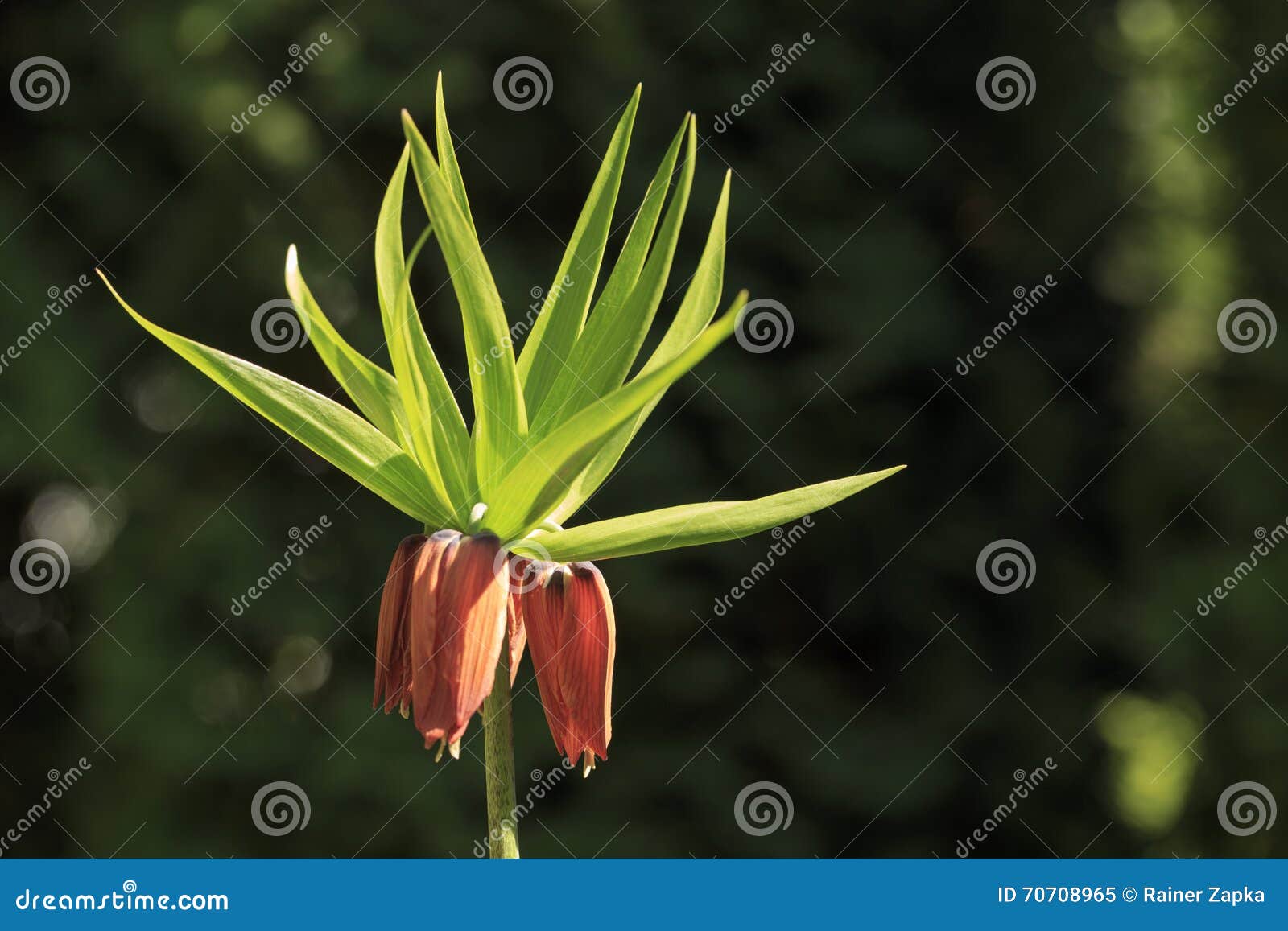Exotic And Toxic Tree: African Tulip Tree Spathodea Campanulata Planted ...