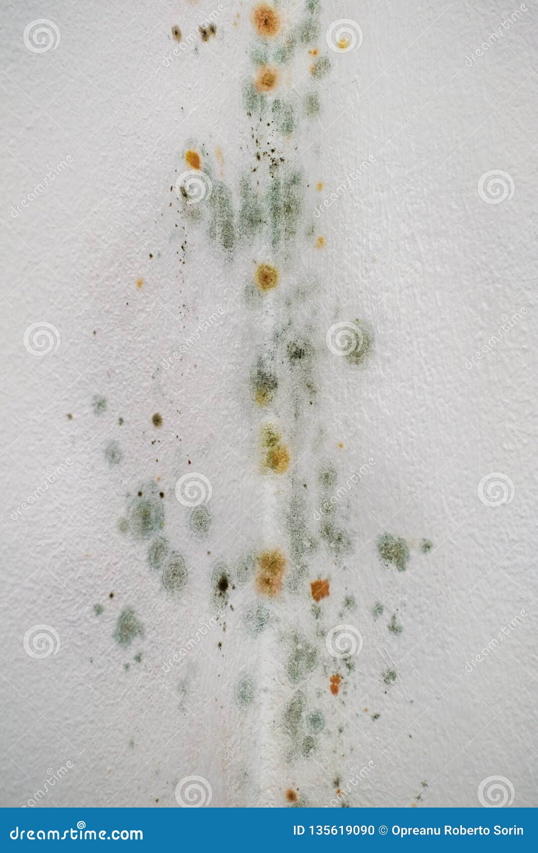 Toxic fungus on the walls stock photo. Image of home - 135619090