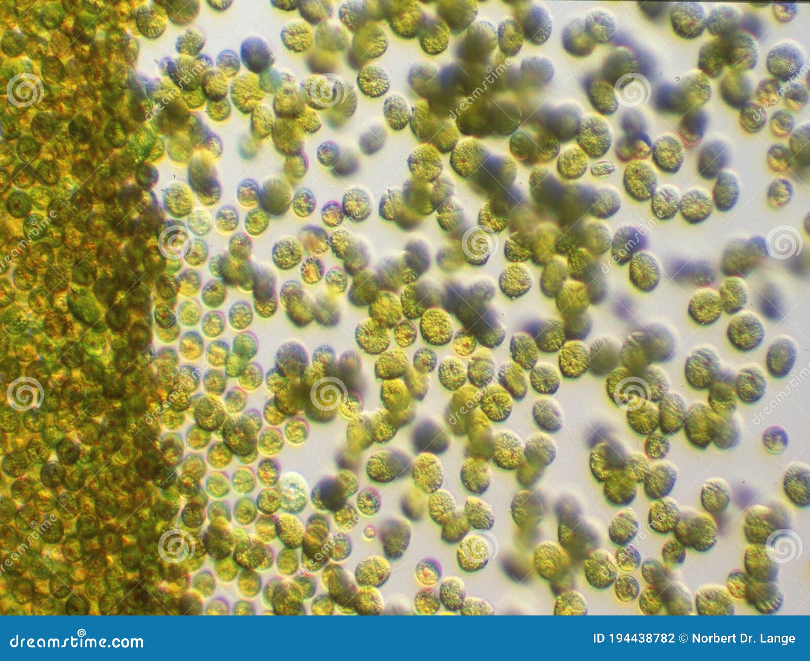 Algal Bloom In A River, Polluted Green Water Stock Photography | CartoonDealer.com #227568236