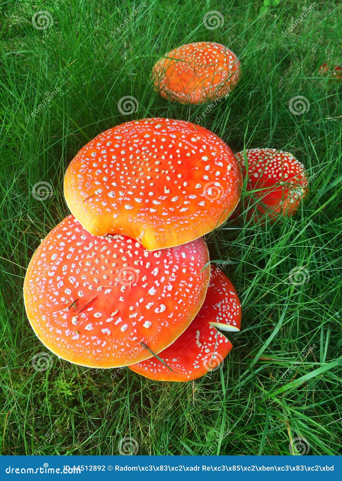 Toxic Mushrooms Stock Photography | CartoonDealer.com #45247022