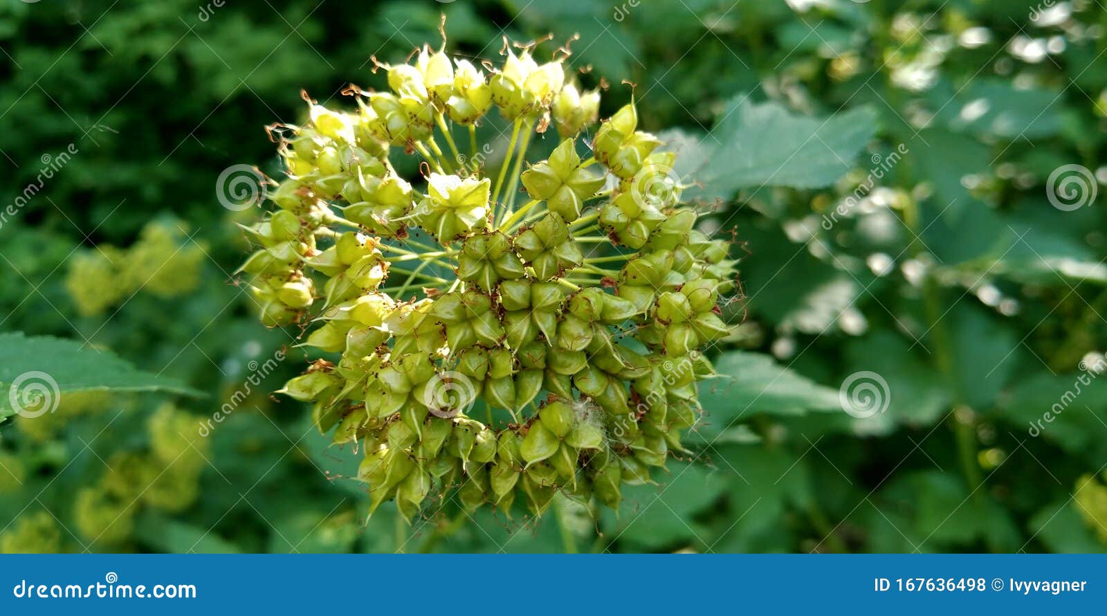 Toxic Flowers Concept. Pink Nerium Oleanders Blooming. Plant With ...