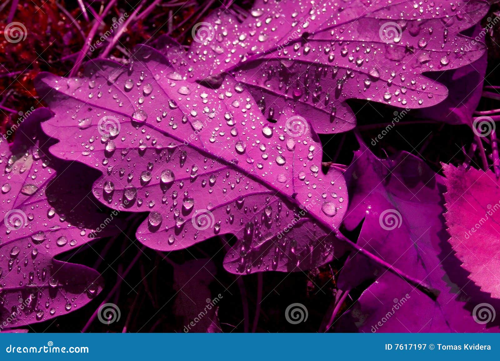 Toxic purple leaves stock image. Image of leafage, artistic - 7617197