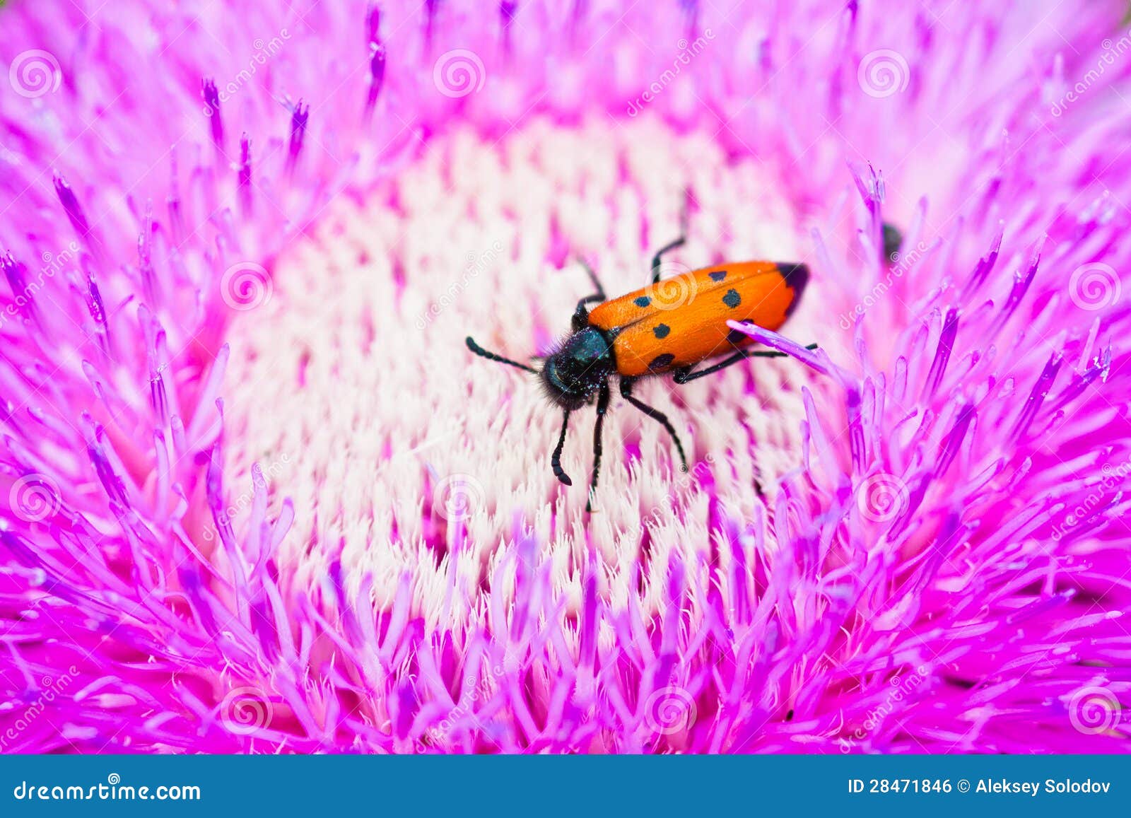 Toxic Red Beetle with Black Spots Stock Photo - Image of black, flower ...
