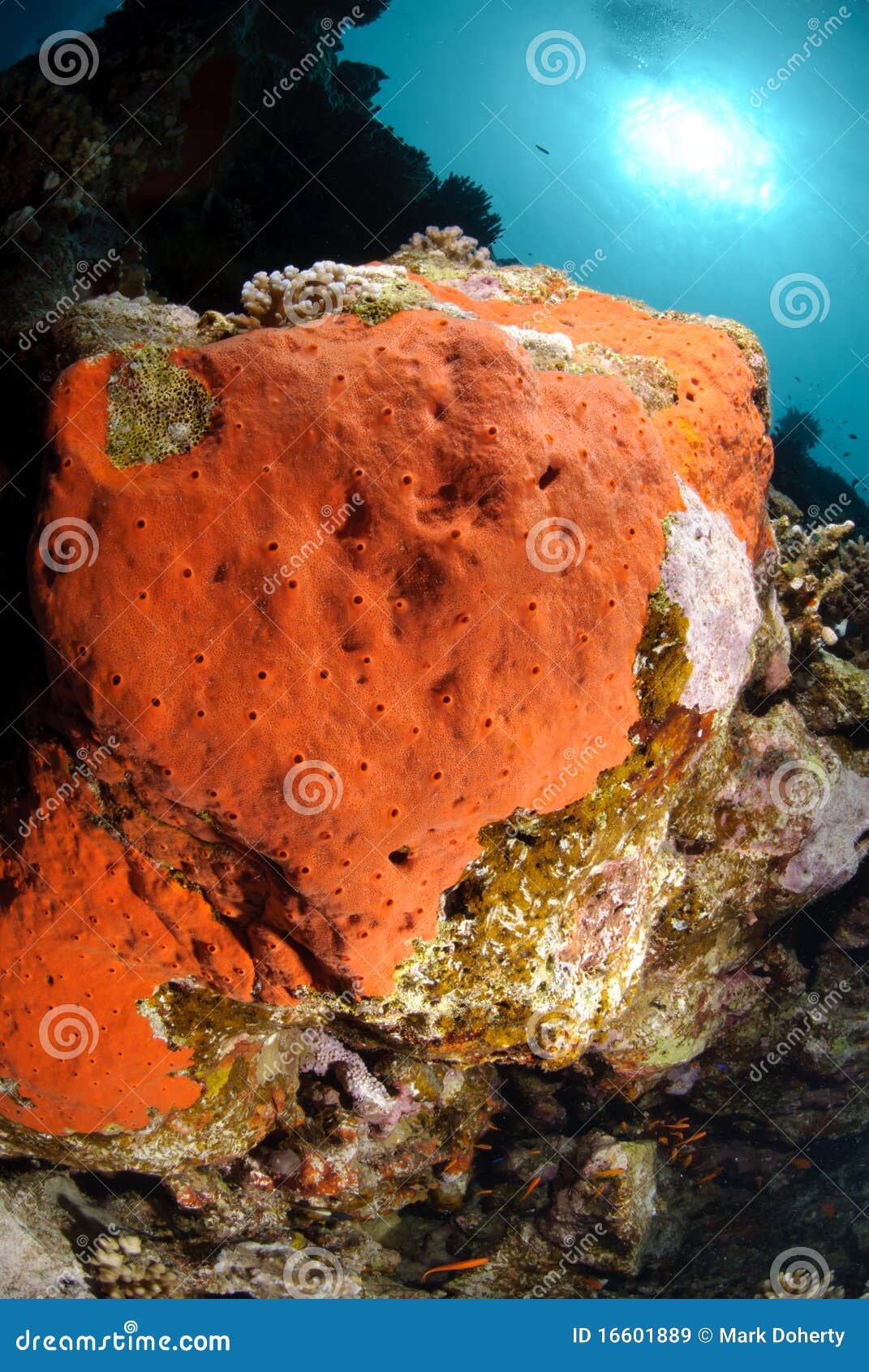 Toxic red sponge stock image. Image of marine, soft, reef - 16601889