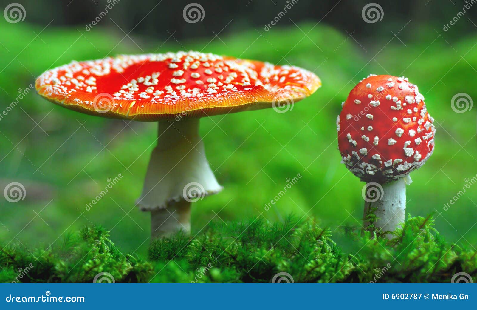 Toxic toadstools stock image. Image of mushroom, dangerous - 6902787