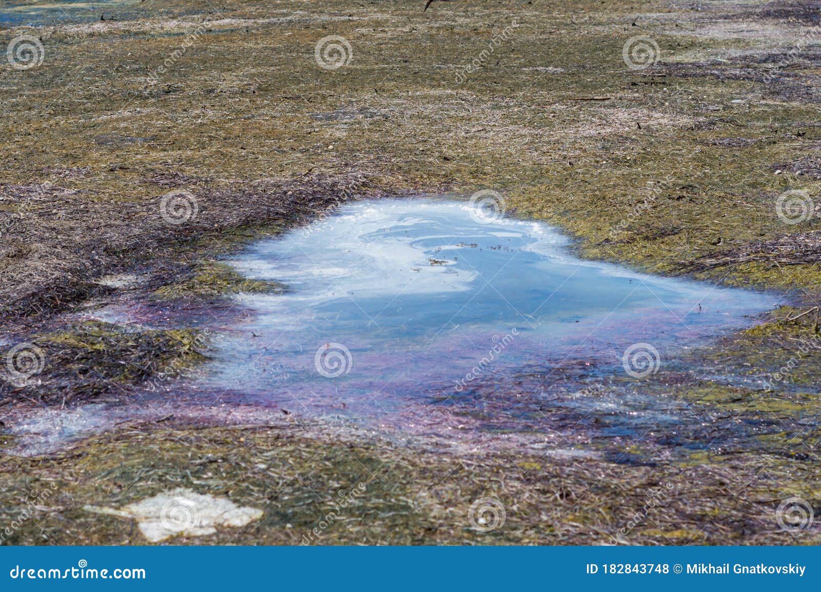 Toxic Waste in a Puddle in Nature Pollution Stock Photo - Image of ...