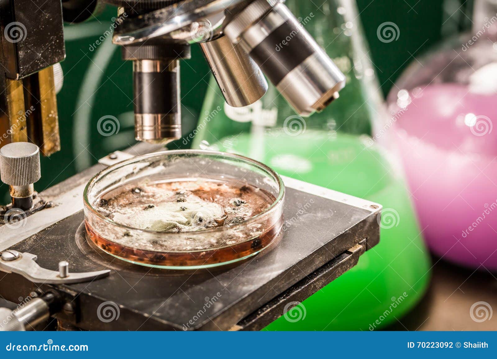 Toxicity Test of Molds in the Laboratory Stock Photo - Image of beaker ...