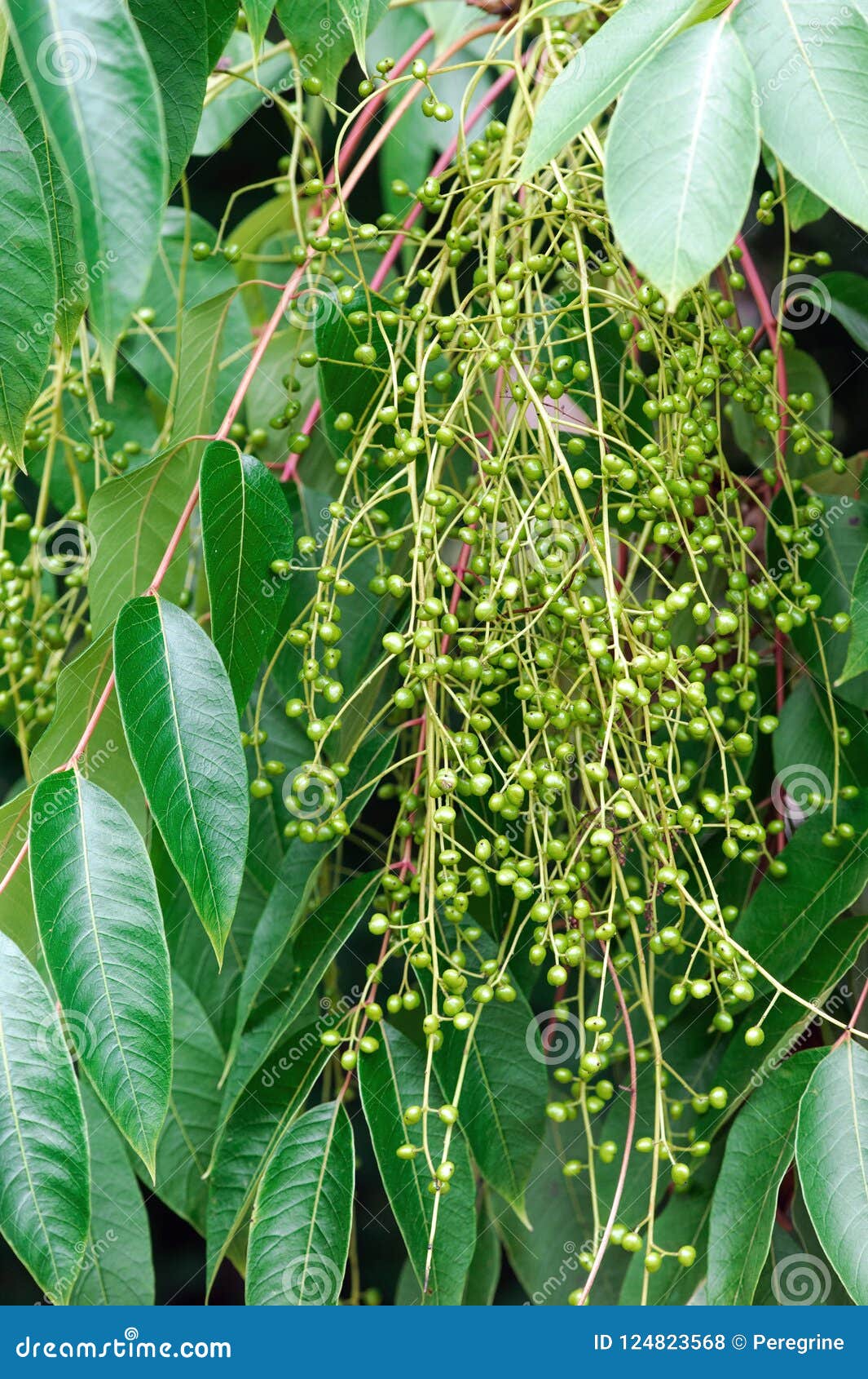Rhus tree stock photo. Image of green, fruets, lacquer - 124823568