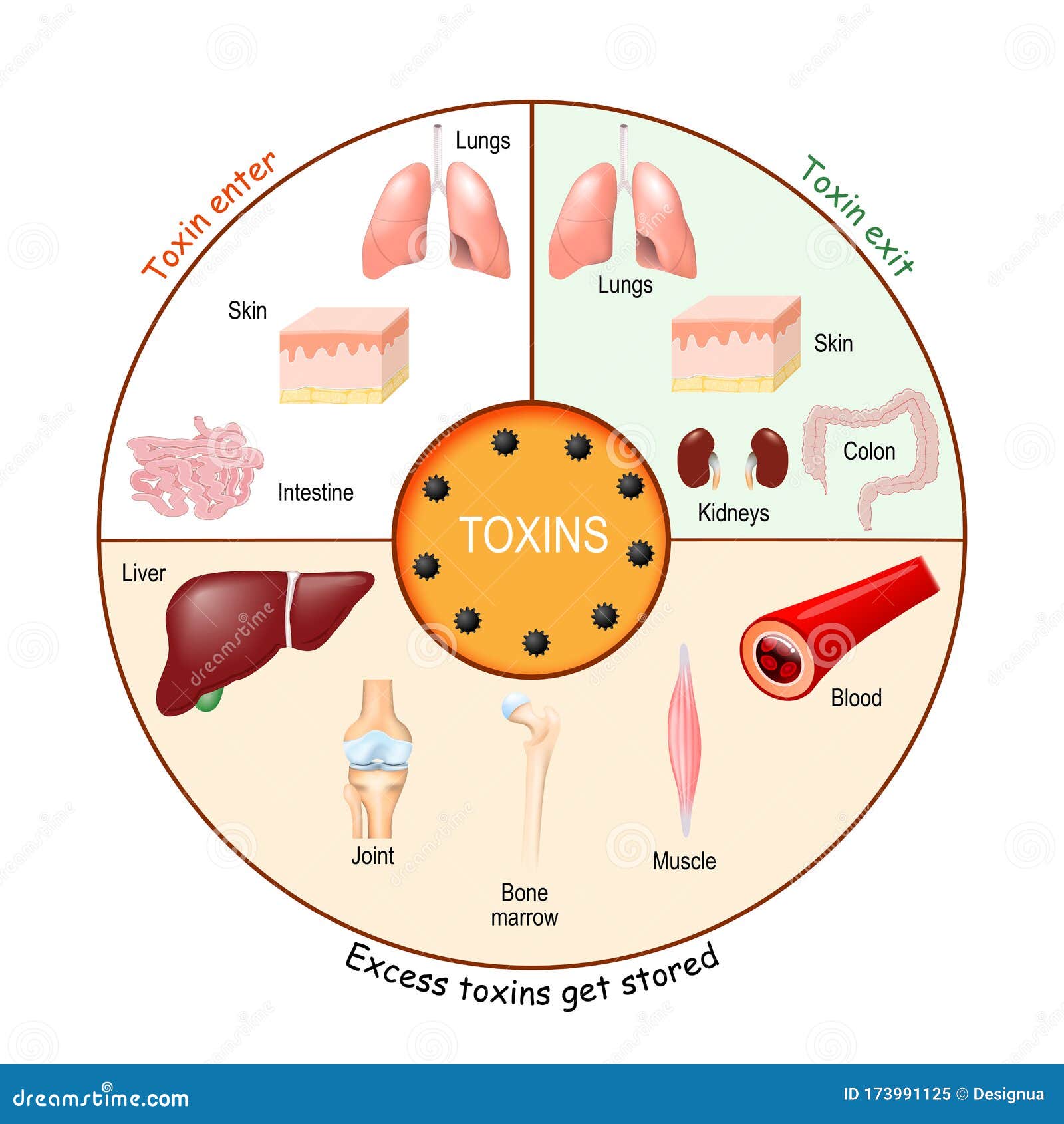 Toxins. Process of Detoxification and Elimination Stock Vector ... Toxins. Process of Detoxification and Elimination Stock Vector ...