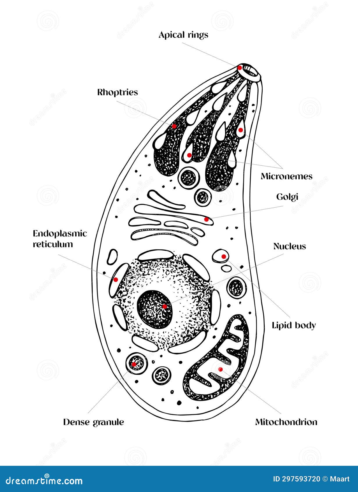 Toxoplasma Gondii Vector Diagram Sketch Stock Vector - Illustration of ... Toxoplasma Gondii Vector Diagram Sketch Stock Vector - Illustration of ...