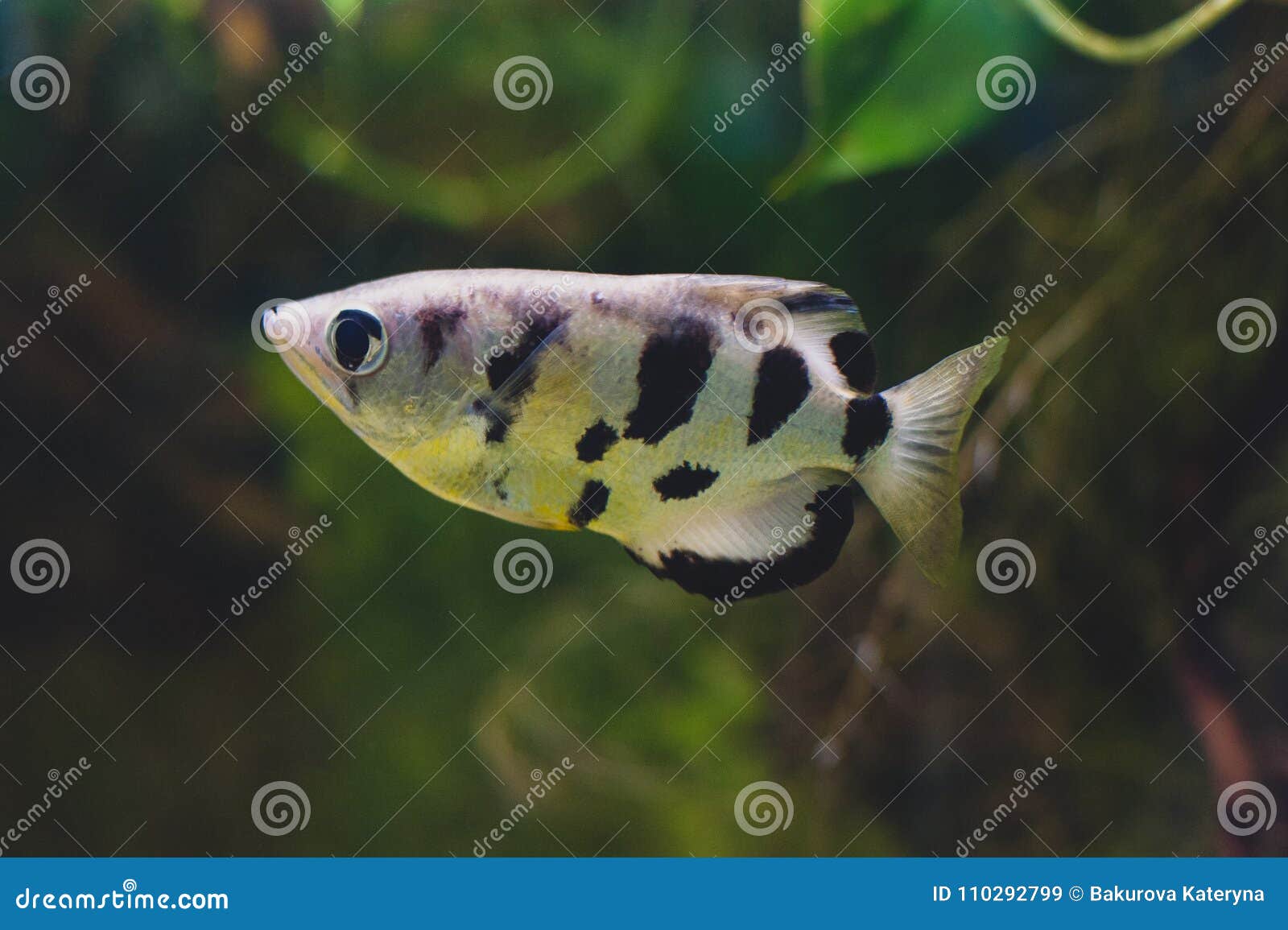 Toxotes Chatareus or Seven-spot Archerfish Stock Image - Image of ...