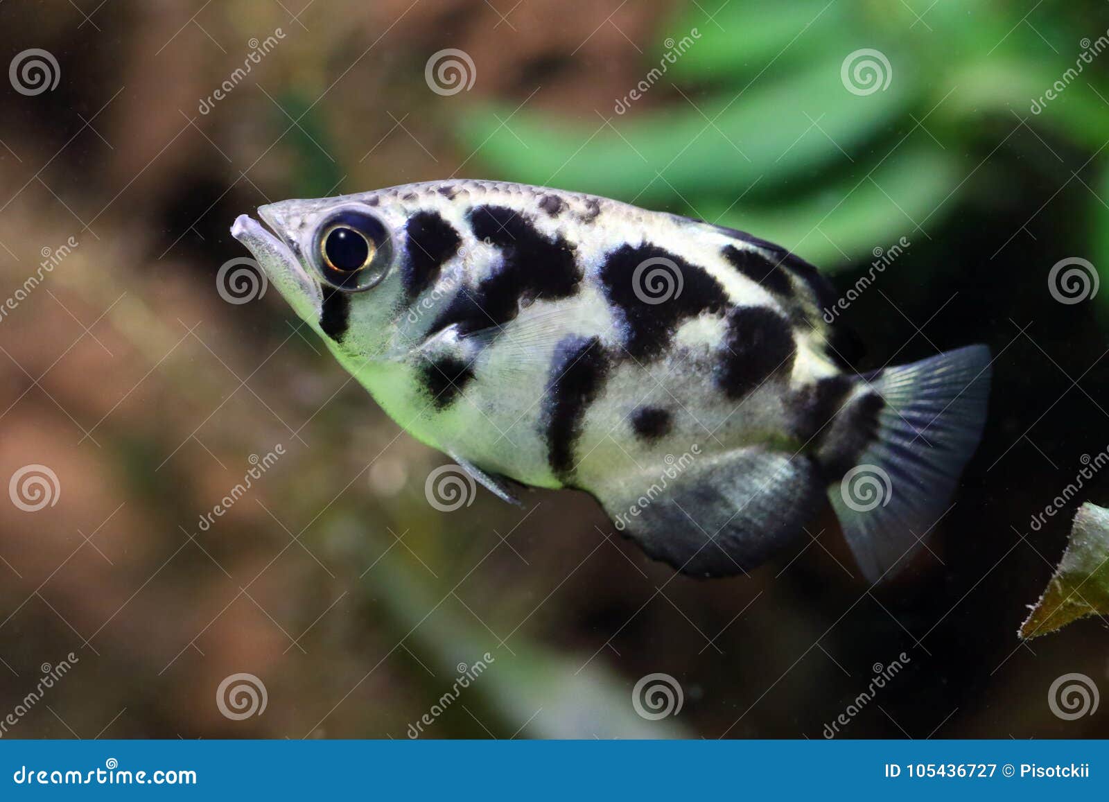 Toxotes Jaculator. Archerfish Closeup in the Water Stock Image - Image ...