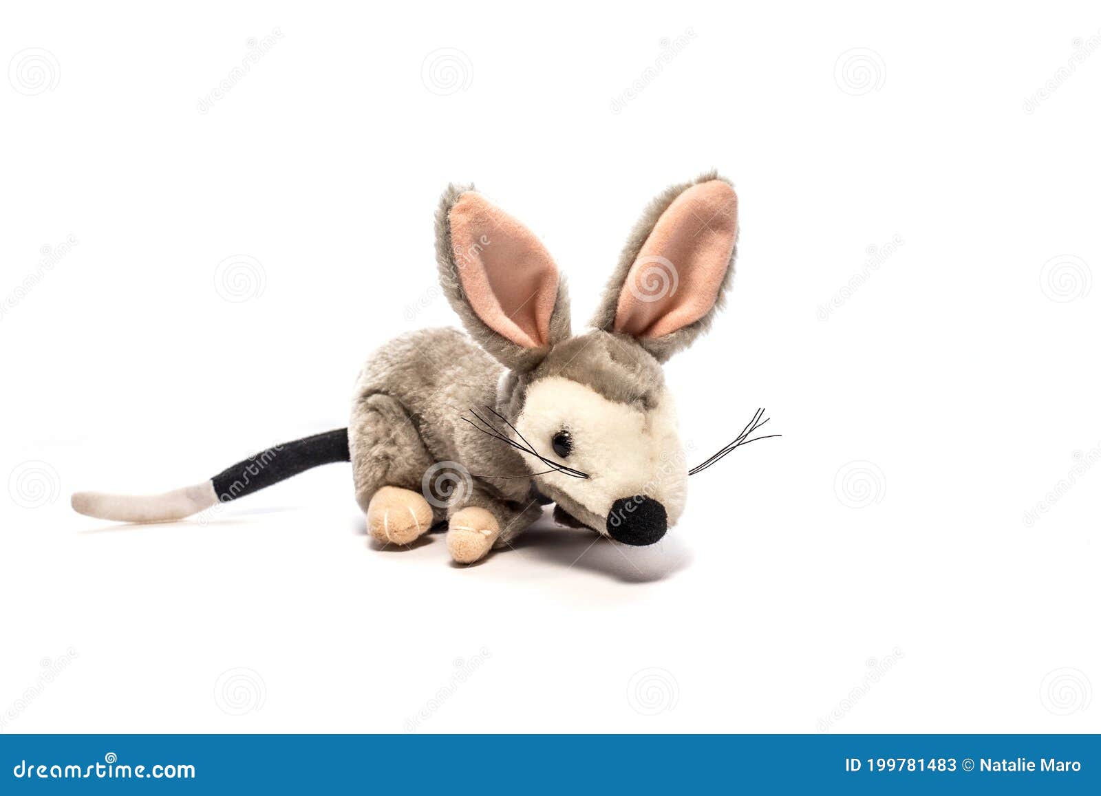 Bilby Isolated Stock Photos - Free & Royalty-Free Stock Photos from ...