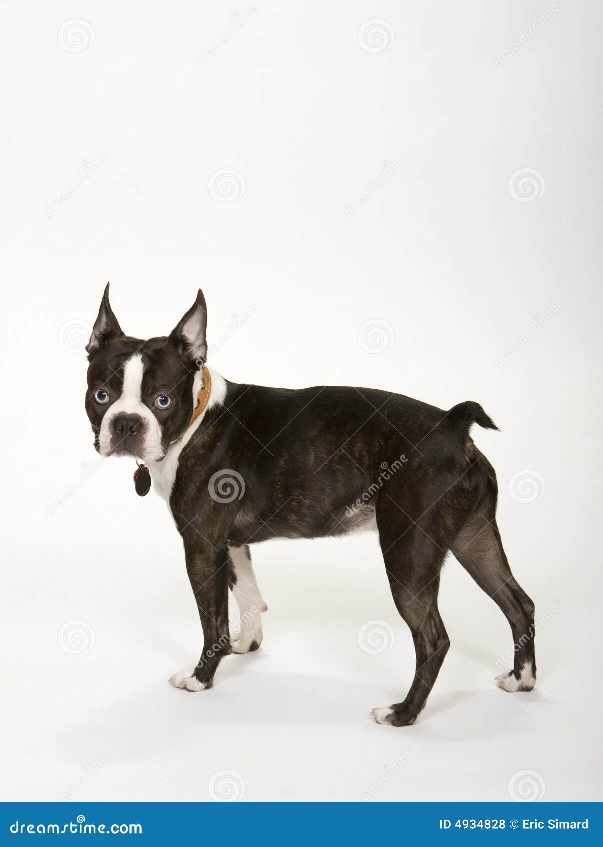 Boston Terrier Side View Stock Photos - Free & Royalty-Free Stock ...