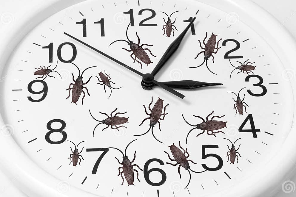 Toy Cockcroaches on Clock stock photo. Image of shot - 28073866