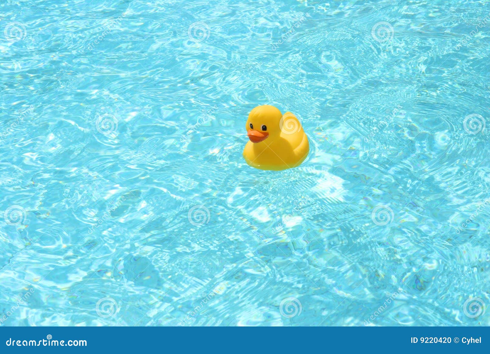 Toy duck in the pool stock photo. Image of happy, pool - 9220420