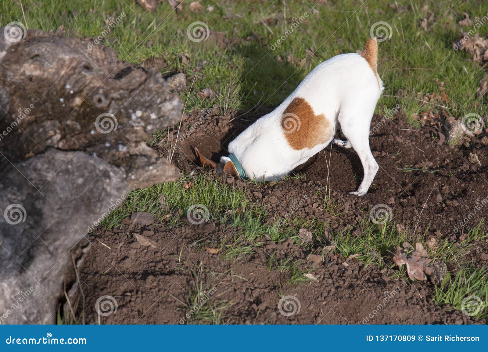 Toy Fox Terrier Digging Voor Gopher Met Begraven Hoofd Stock Afbeelding ...