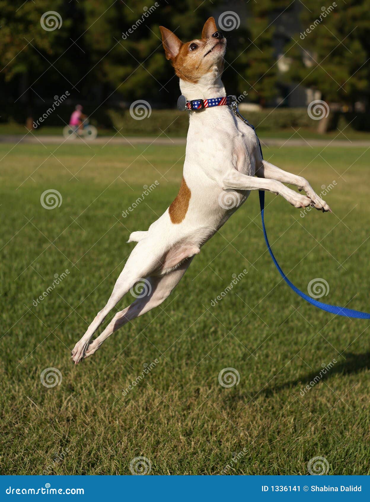Toy Fox Terrier Jumping stock image. Image of animal, small - 1336141