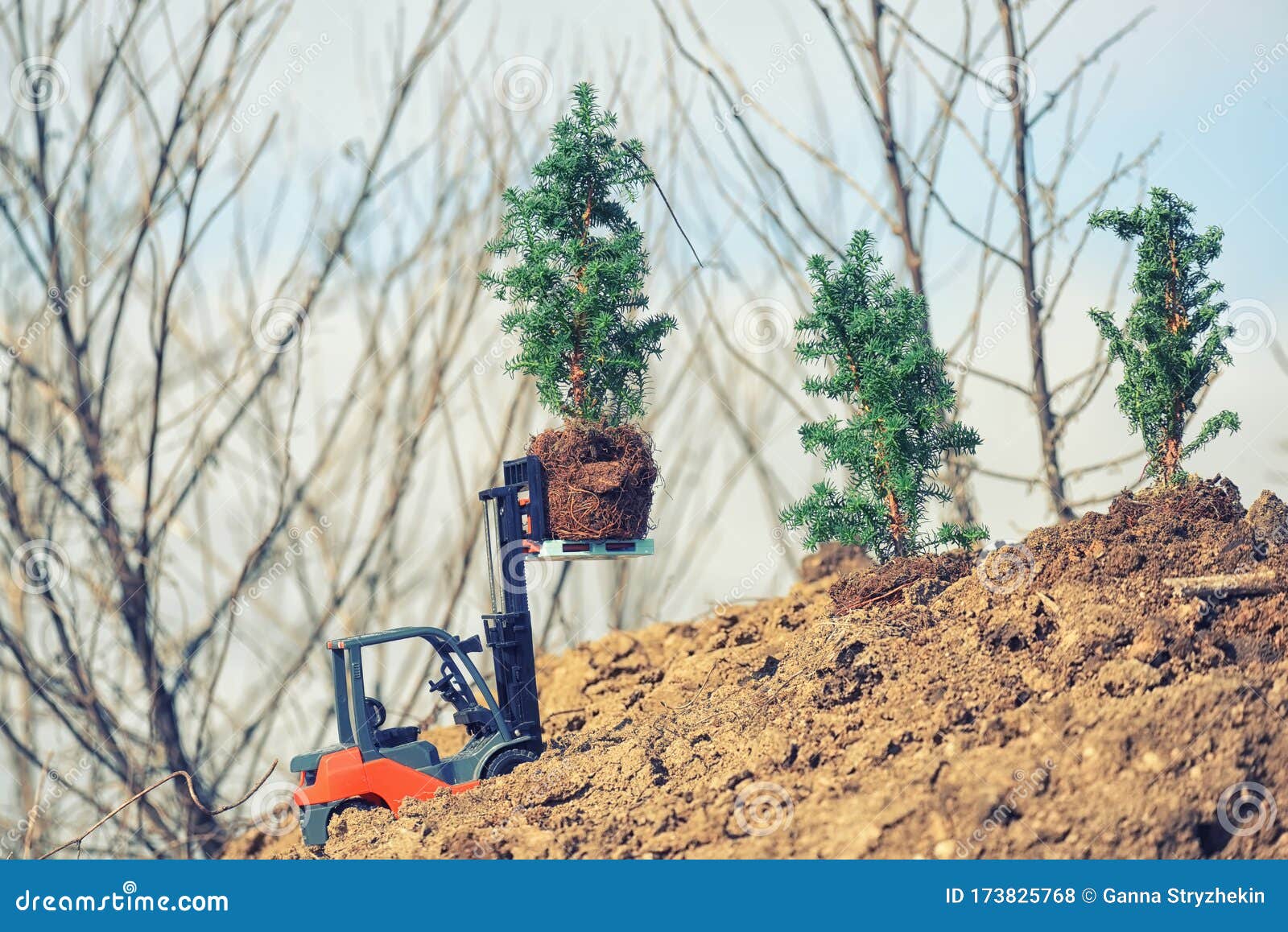 A Toy Loader Loads and Plants Small Coniferous Trees in the Ground ...