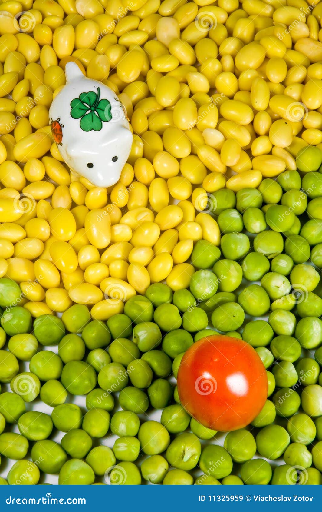 Toy pig on the bean field. stock image. Image of food - 11325959