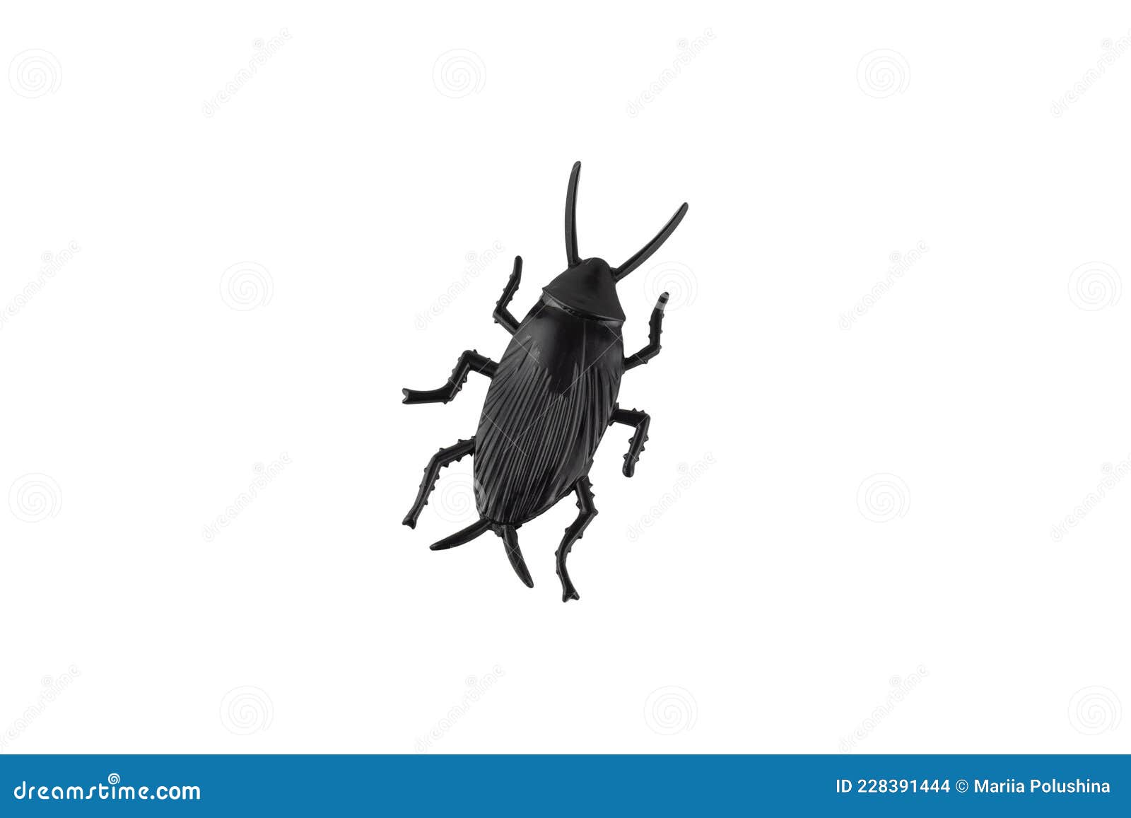 Black Cockroach, Lat. Blatta Orientalis, Isolated On White Background ...