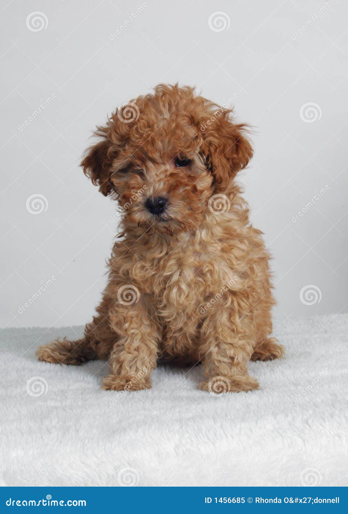 Baby Toy Poodle