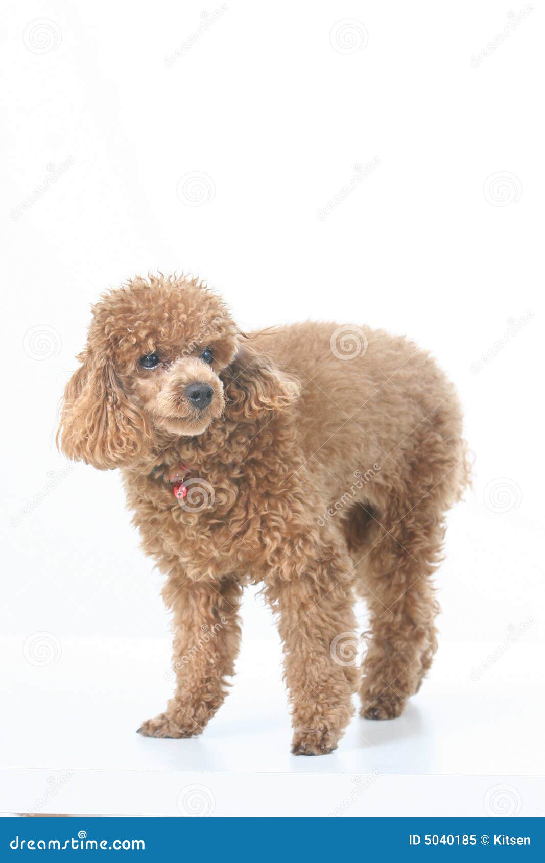 Toy poodle stock image. Image of portrait, bell, proud - 5040185