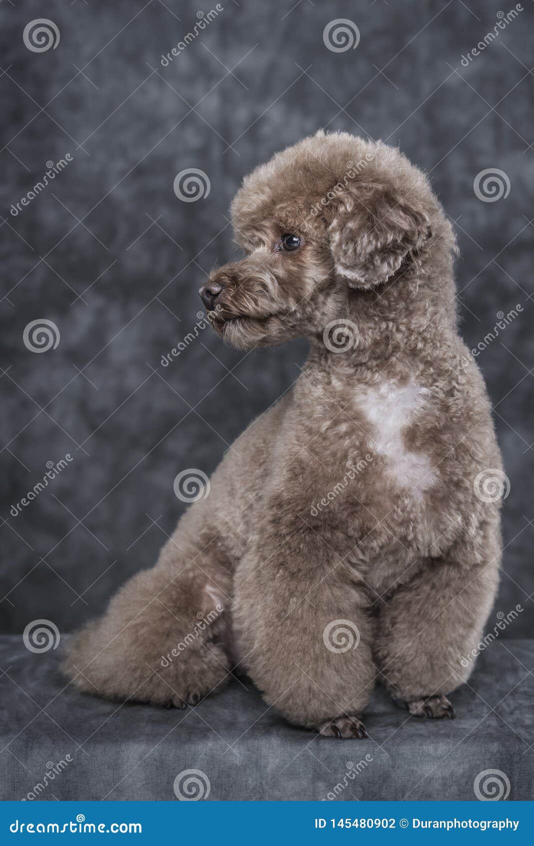 Grey Toy Poodle