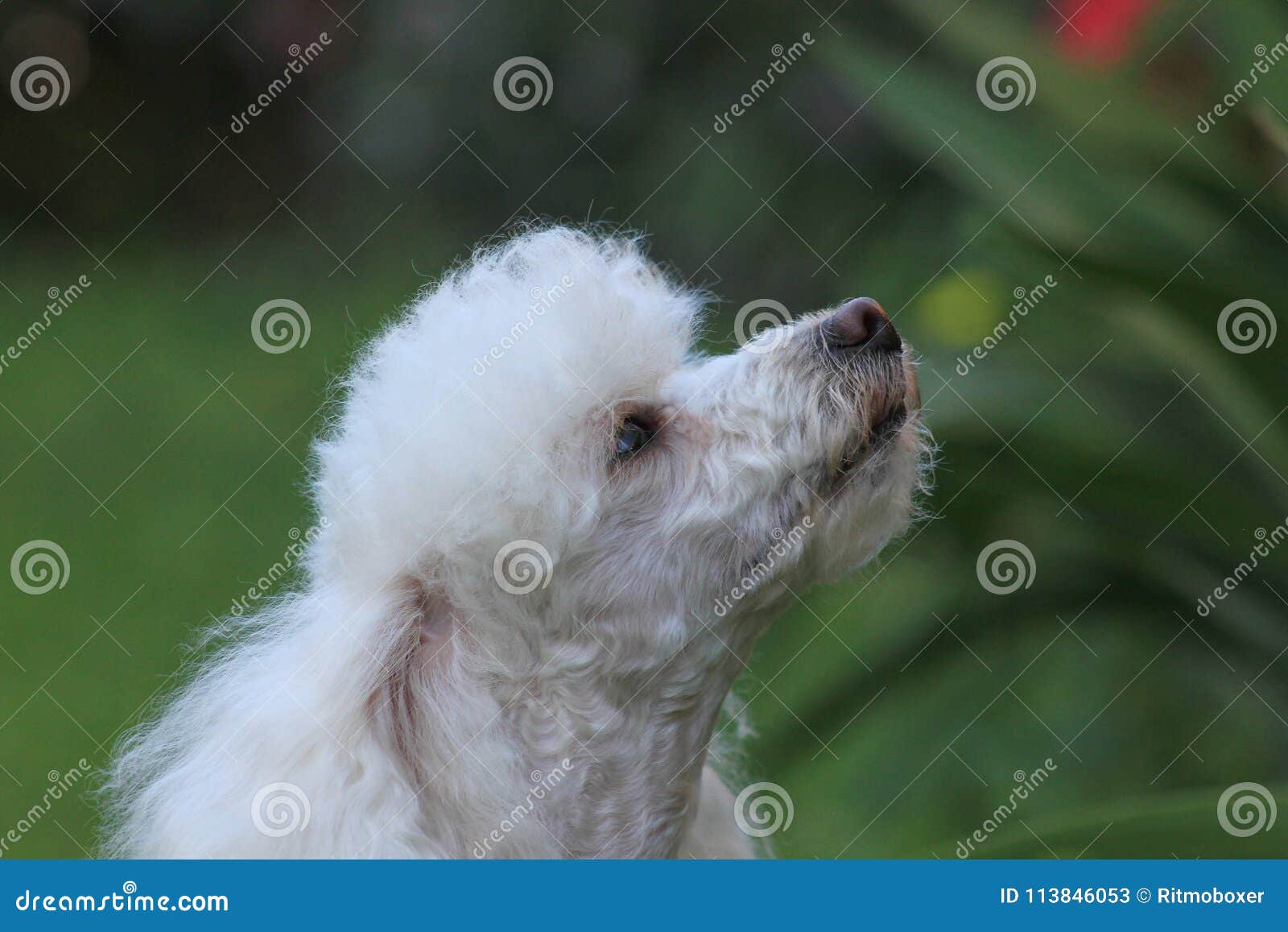 Toy Poodle Dog Smelling the Air Stock Image - Image of poodle, green ...