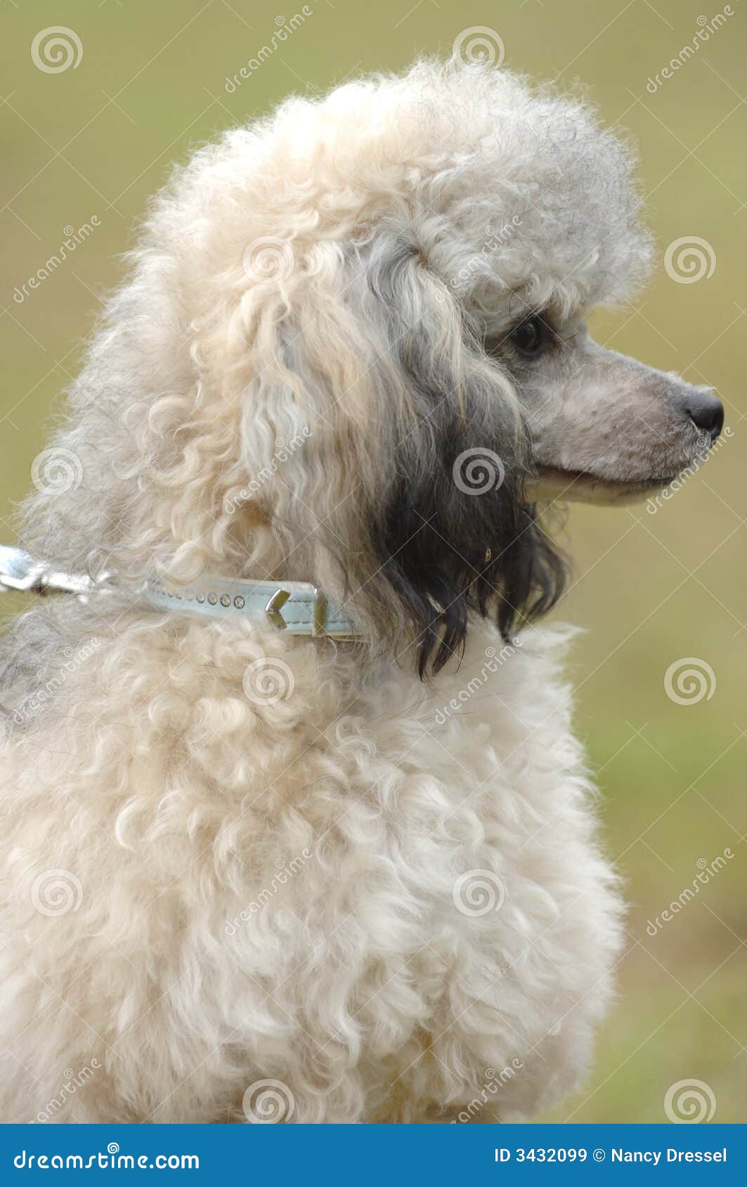 15,782 Poodle Portrait Stock Photos - Free & Royalty-Free Stock Photos ...
