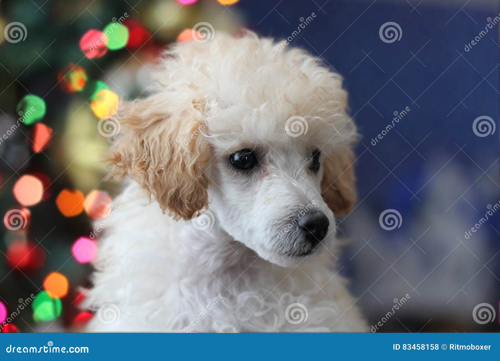 Toy Poodle Puppy on Christmas Stock Photo - Image of annual, lights ...