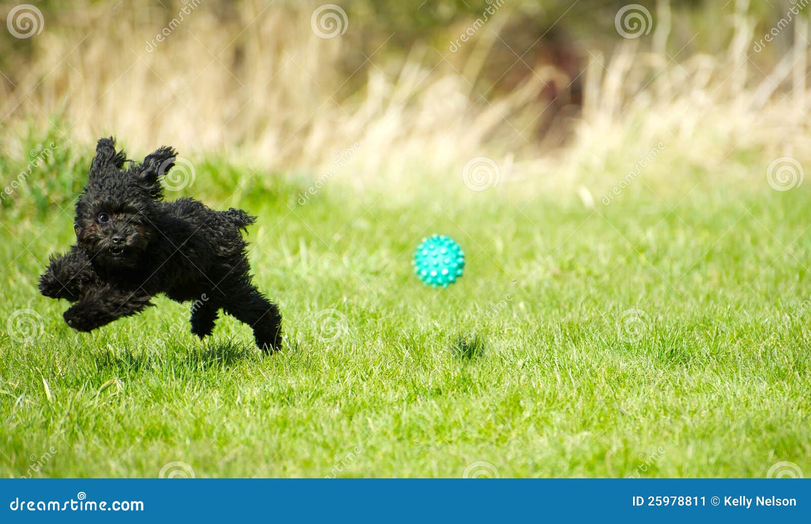 How To Play With Toy Poodle