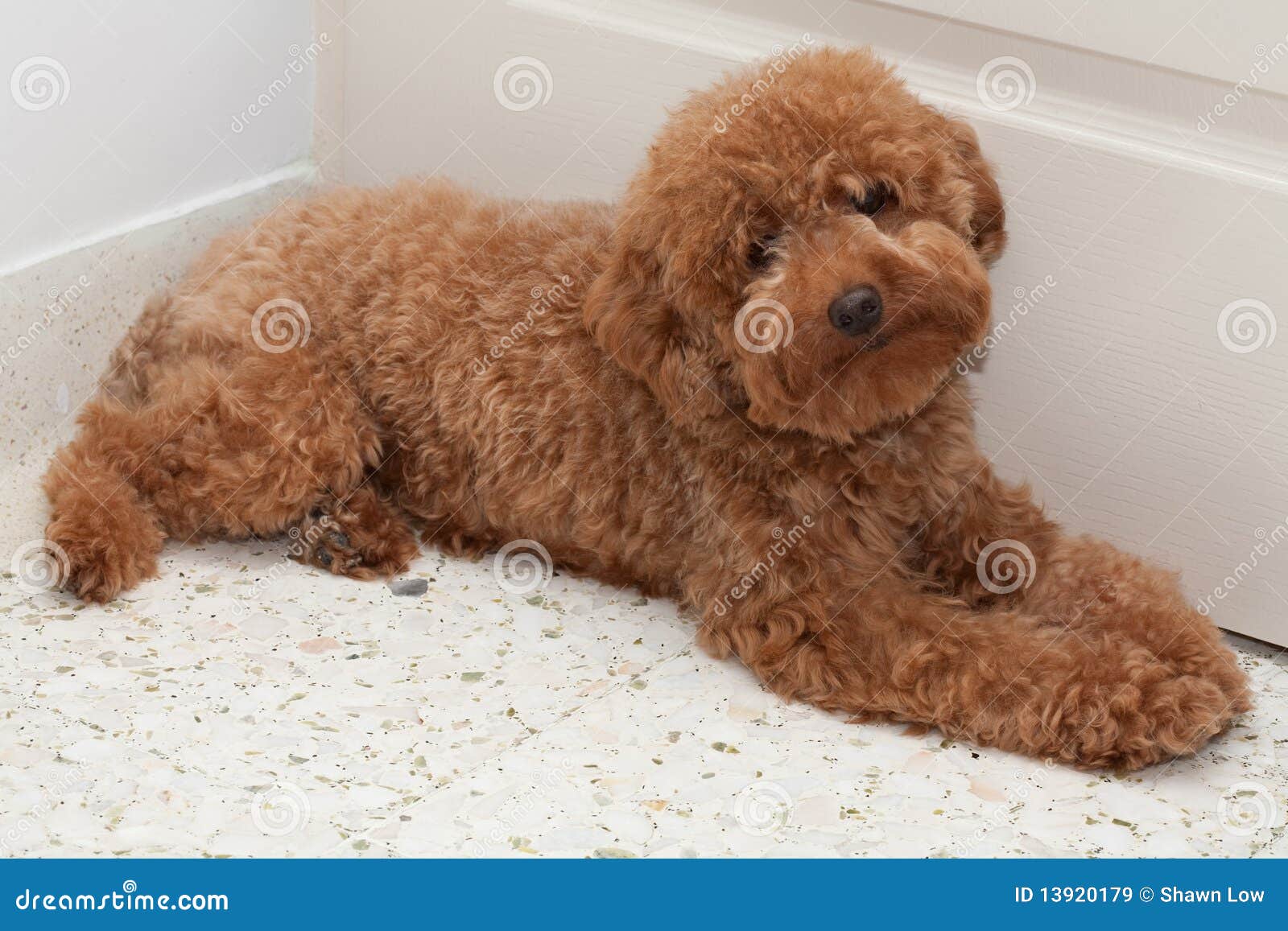 Toy Poodle with a Sad Expression 2 Stock Image - Image of sitting ...